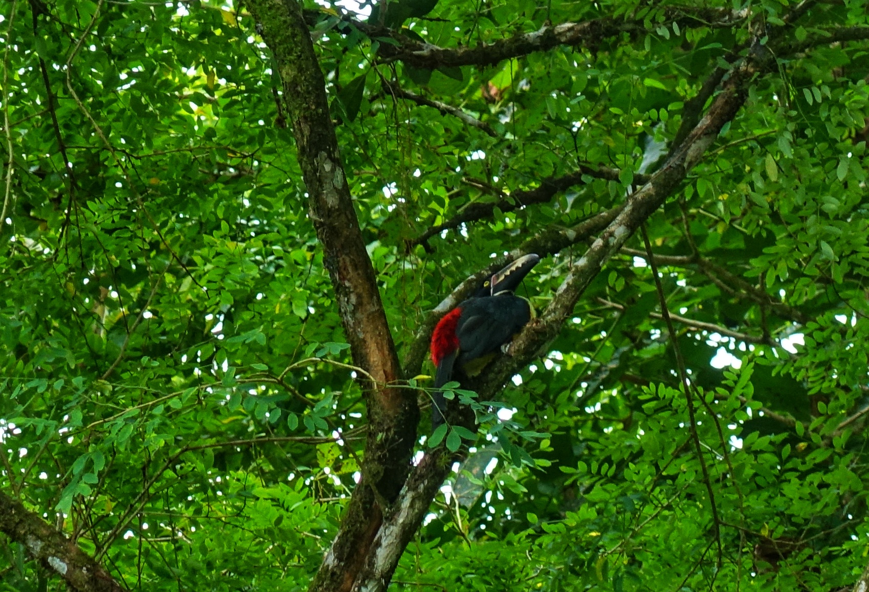 LA FORTUNA: WATERFALL HIKE, TOUCANS AND A HOT RIVER