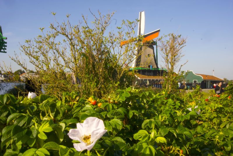 27 Things the Netherlands is Famous For (2026 Guide & Local Secrets ...