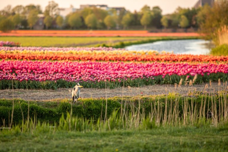 Tulip Fields in the Netherlands: Best Places + Tulips Near Amsterdam ...